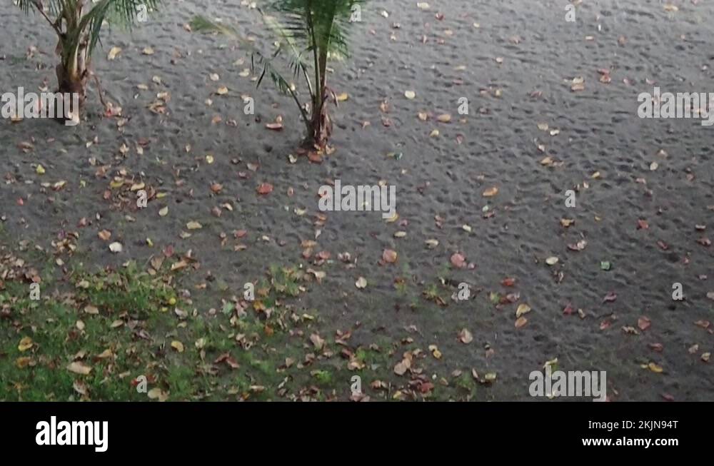 Autumn leaves on the tropical beach Papua New Guinea Stock Video ...