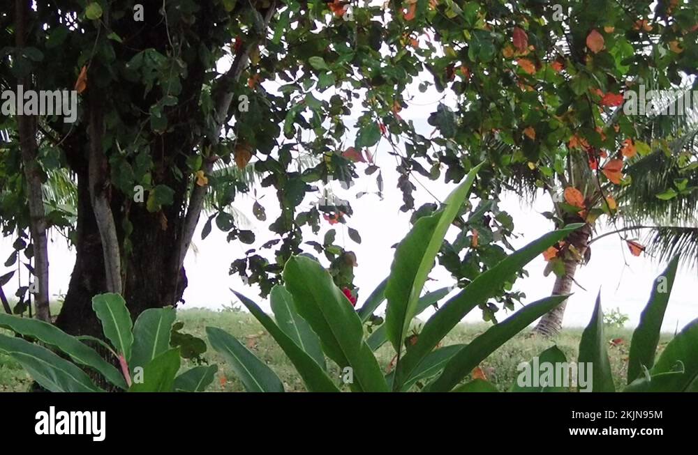 Tree brunches Stock Videos & Footage - HD and 4K Video Clips - Alamy