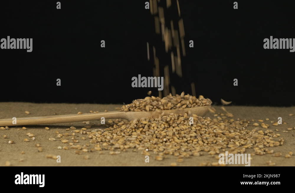 Wheat grains fall into a wooden spoon and heap is poured. Slow motion ...