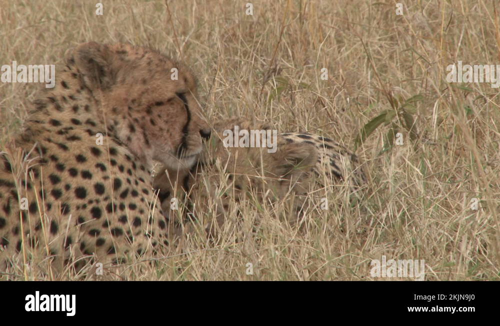 Cheetah licking its face Stock Videos & Footage - HD and 4K Video Clips ...