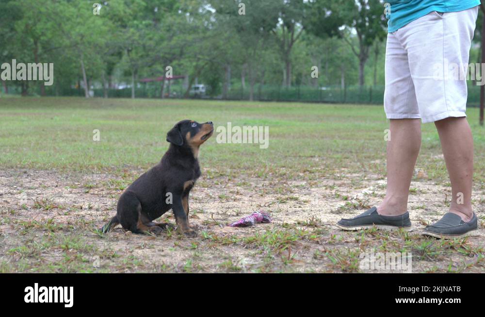 Praising dog Stock Videos & Footage - HD and 4K Video Clips - Alamy