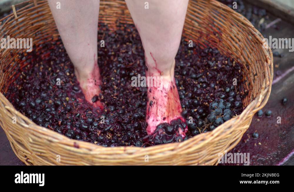 Grape-treading or grape-stomping in traditional wine-making Stock Video ...