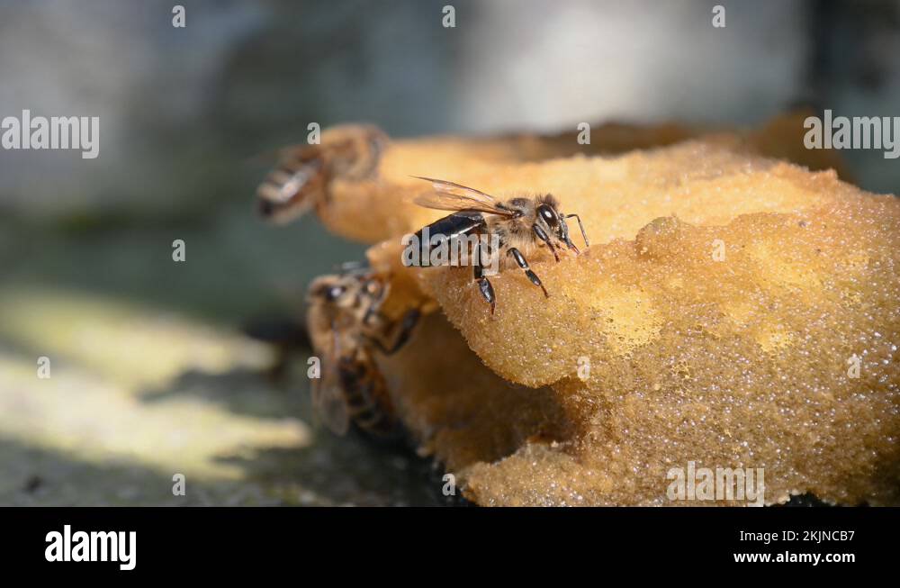 Drink sponge Stock Videos & Footage - HD and 4K Video Clips - Alamy