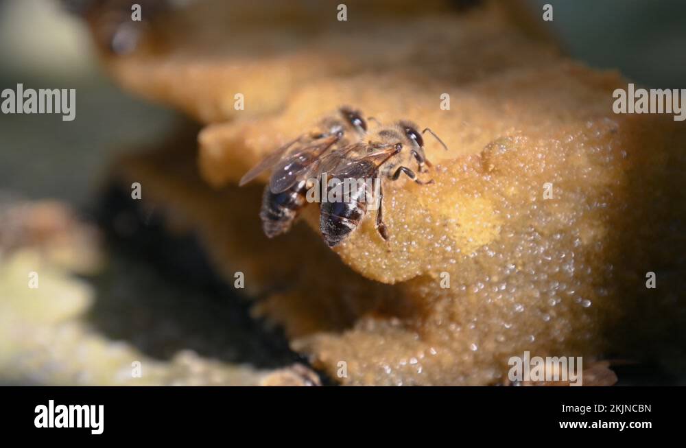 Apis mellifera carnica or Carniolan honey bees drink water from wet ...