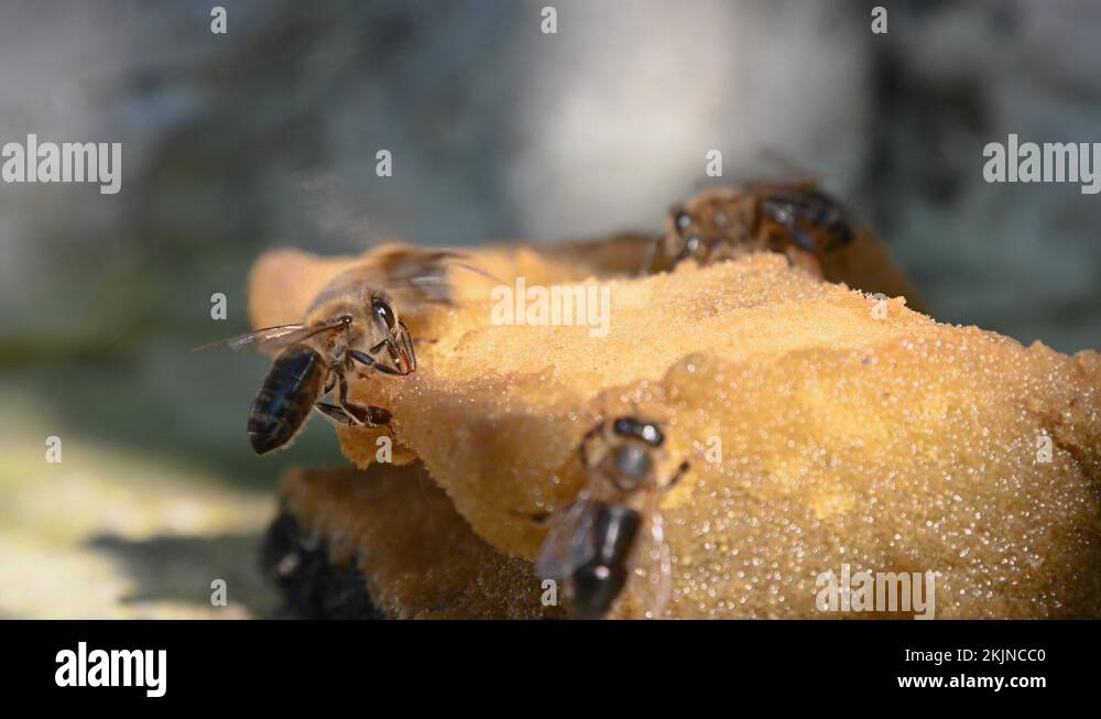 Apis mellifera carnica or Carniolan honey bees drink water from wet ...