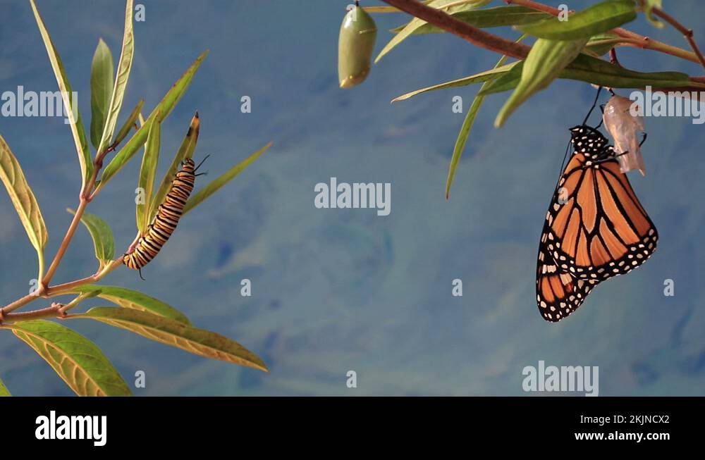 Monarch butterfly life cycle Stock Videos & Footage - HD and 4K Video ...