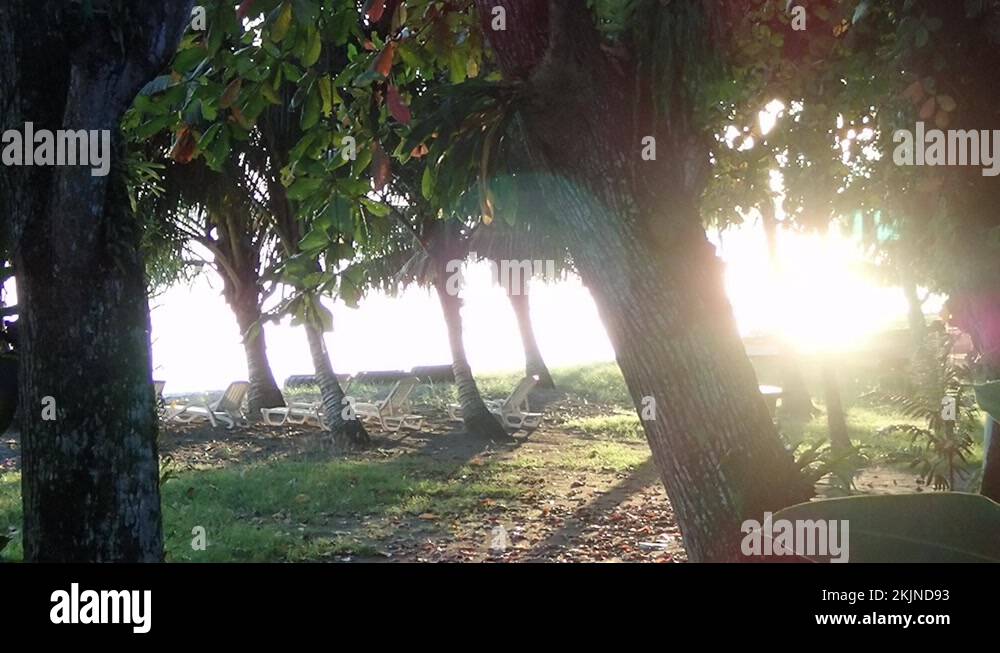 Sunlight trough the trees Stock Videos & Footage - HD and 4K Video ...