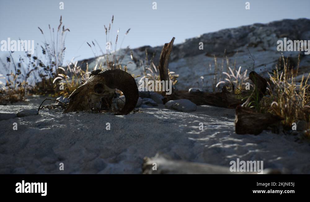 Skull of a dead ram in the desert Stock Video Footage - Alamy