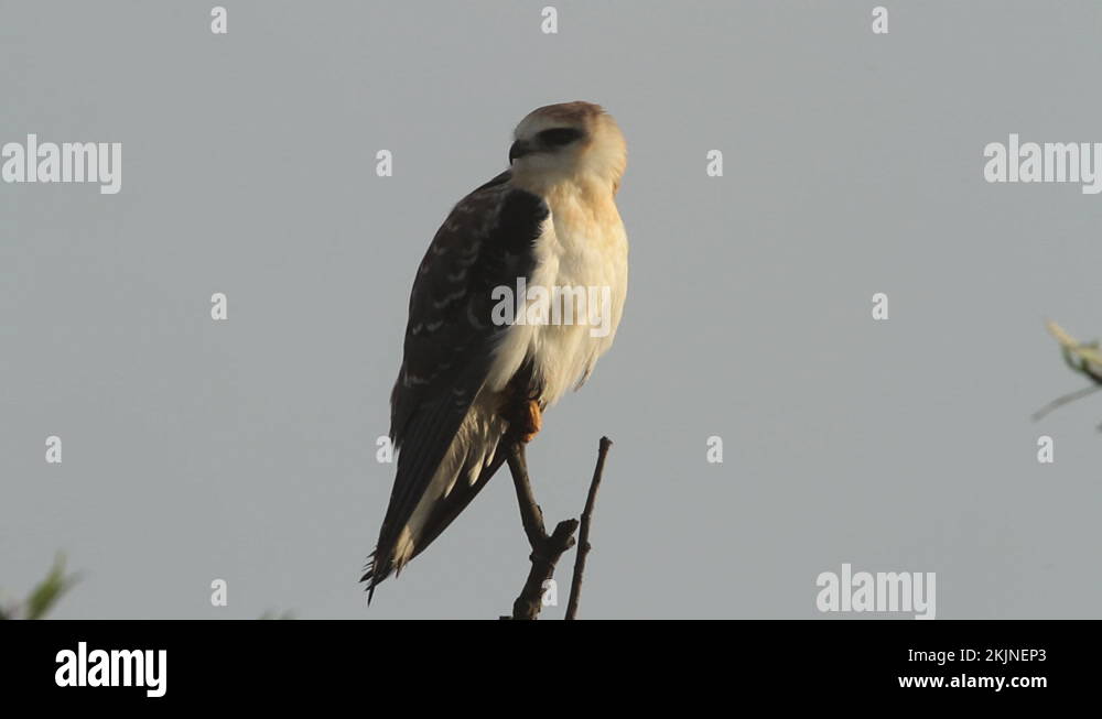 Immature Black-winged kite Standing on a branch and flying Stock Video ...