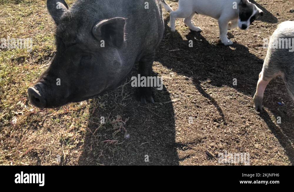 Fat farm family Stock Videos & Footage - HD and 4K Video Clips - Alamy