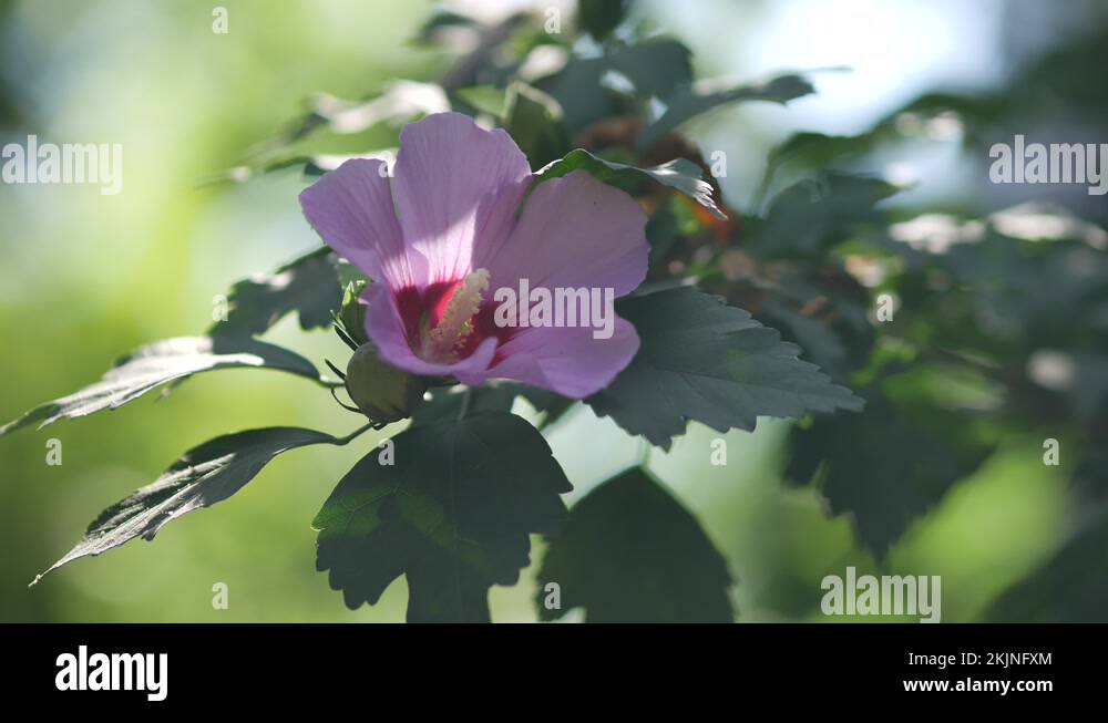 Tree mallow flowers Stock Videos & Footage - HD and 4K Video Clips - Alamy