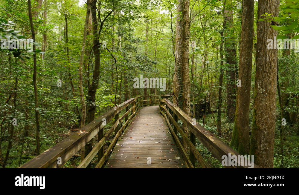 Congaree boardwalk loop trail Stock Videos & Footage - HD and 4K Video ...