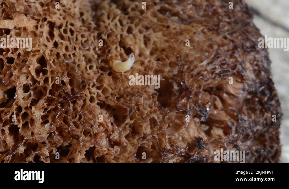 LARVA of diptera, insect larva in a mushroom Stock Video Footage - Alamy