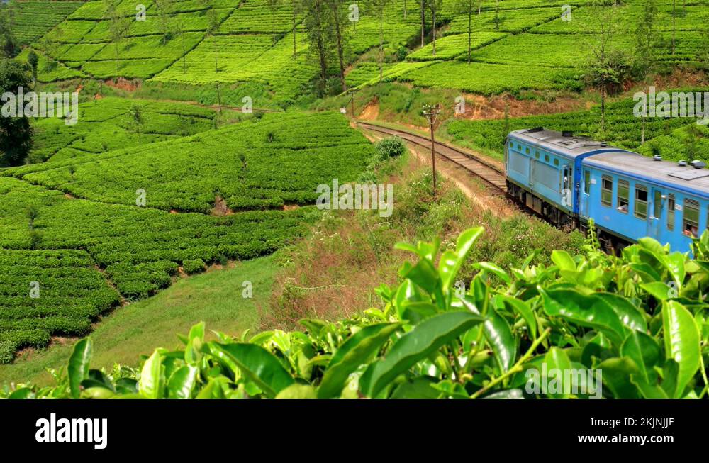 Sri lanka tea plantation train Stock Videos & Footage - HD and 4K Video ...
