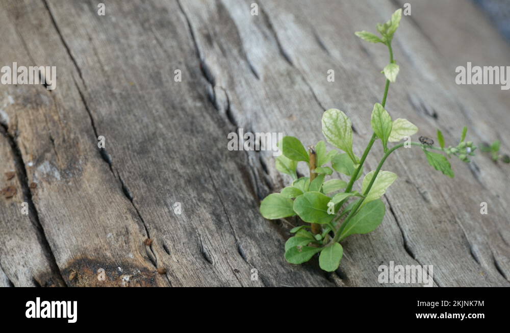 strong seedling growing in trunk tree as a Concept of support building ...
