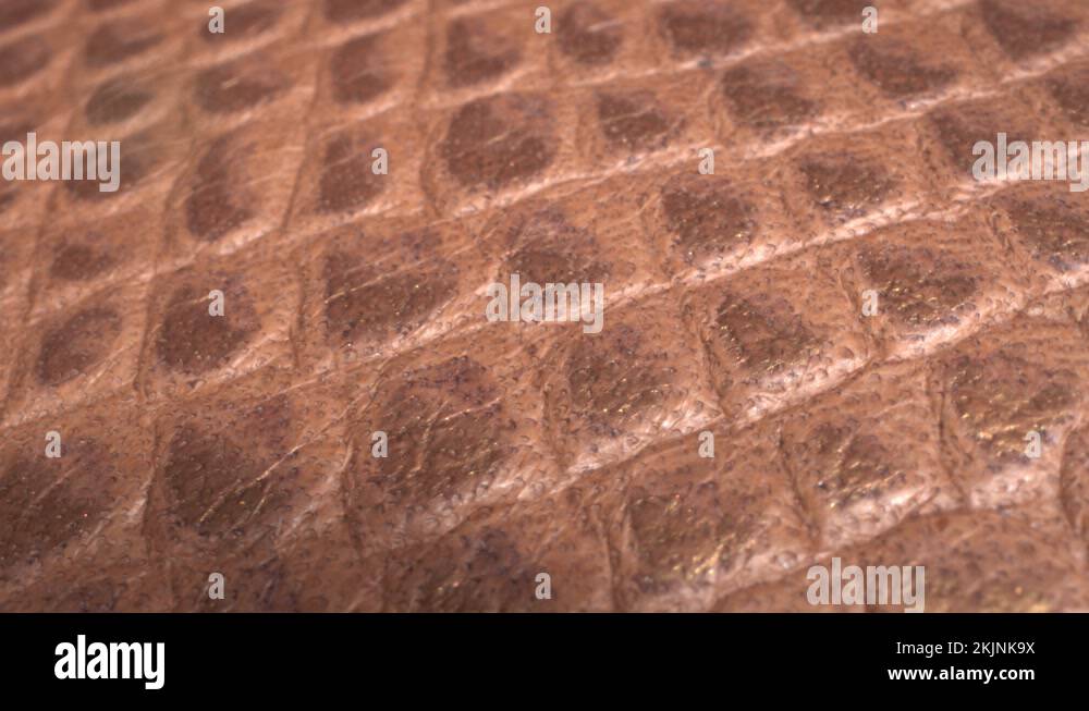 Lizard skin pattern Stock Videos & Footage - HD and 4K Video Clips - Alamy