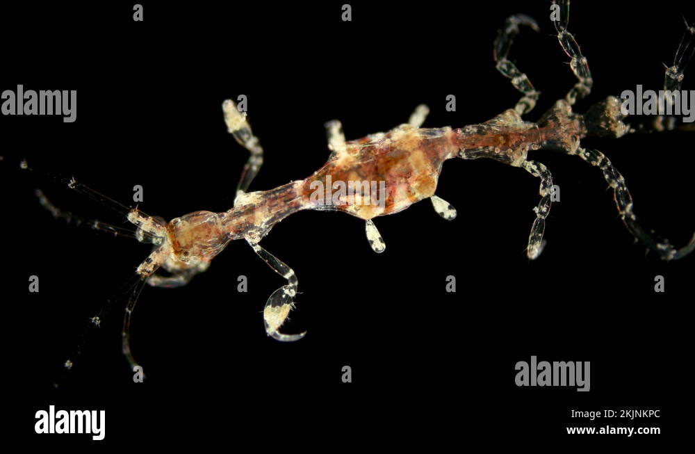 Skeletal shrimp or sea goats, Caprellidae under the microscope, a ...