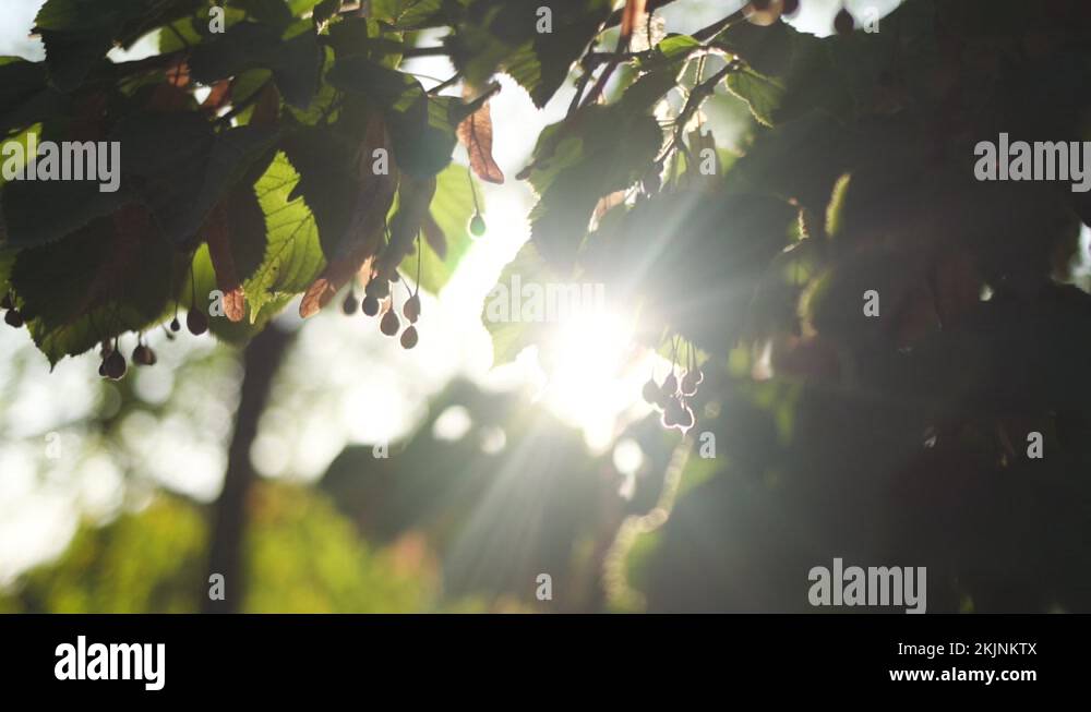 Linden trees Stock Videos & Footage - HD and 4K Video Clips - Alamy