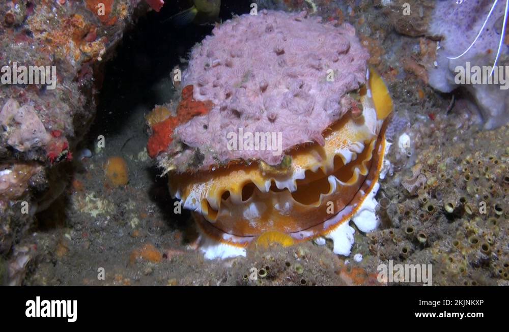 Spondylus shell Stock Videos & Footage - HD and 4K Video Clips - Alamy