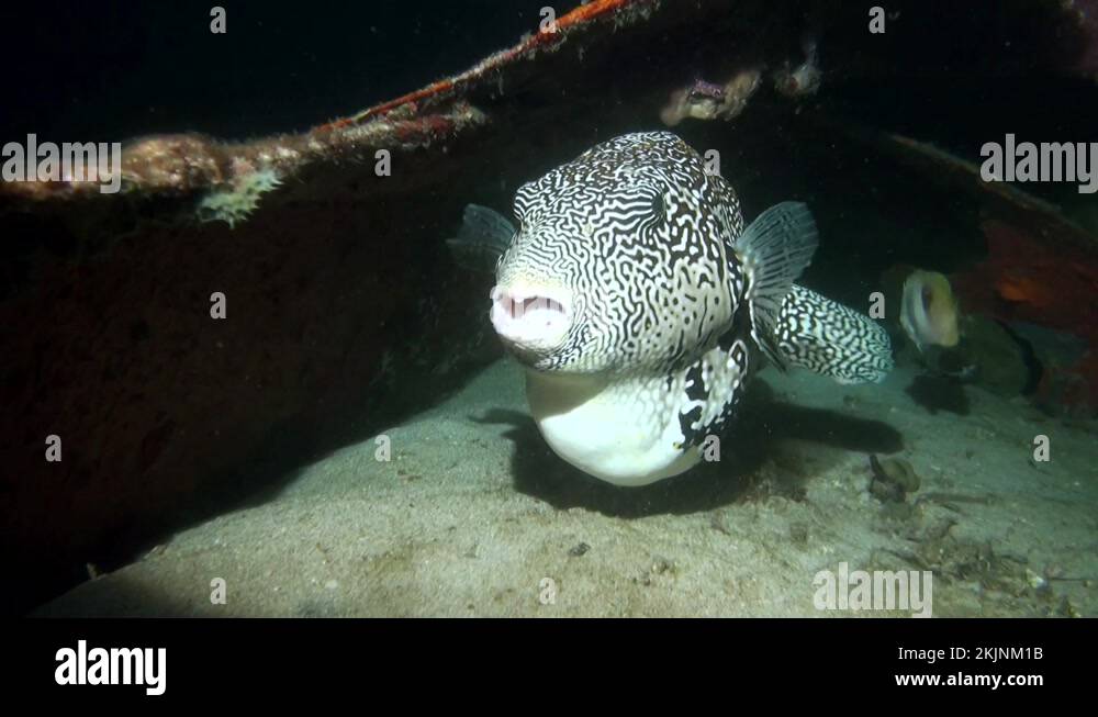 Map Pufferfish (Arothron mappa) at Night - Philippines Stock Video ...