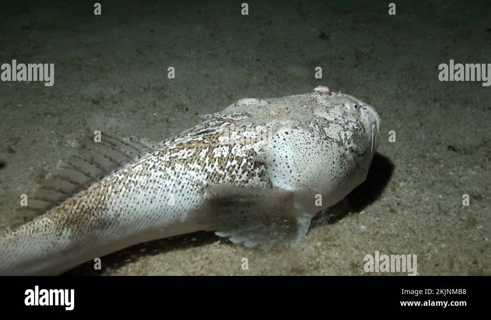 Marbled stargazer Stock Videos & Footage - HD and 4K Video Clips - Alamy