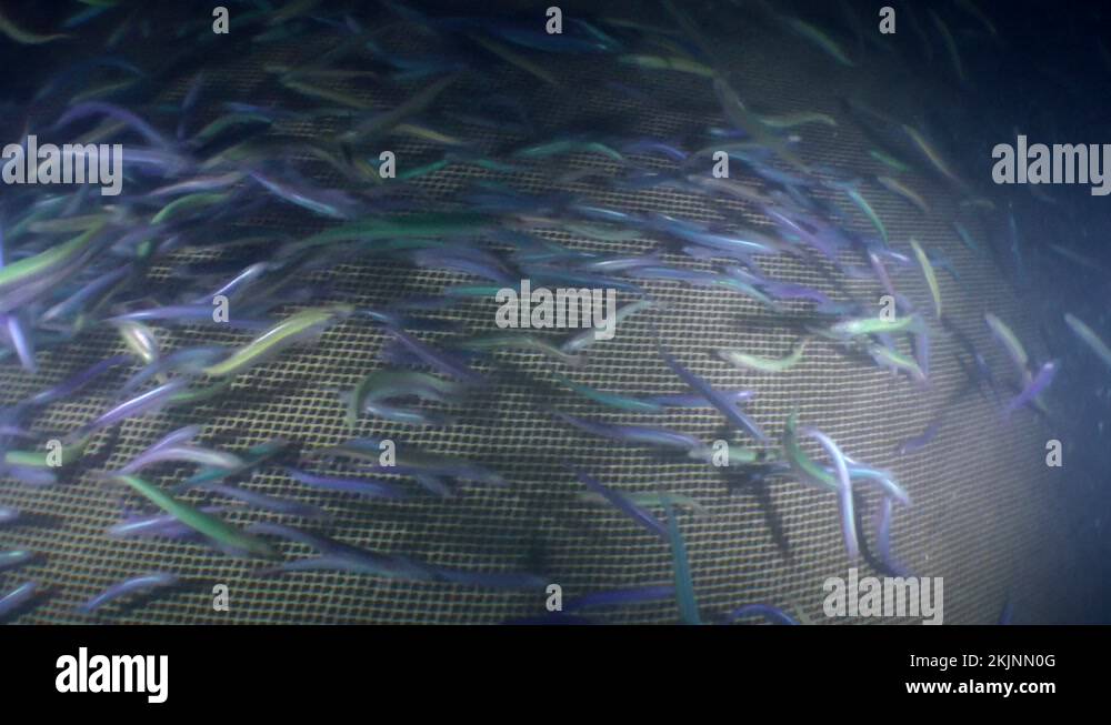 Anchovy trawler Stock Videos & Footage - HD and 4K Video Clips - Alamy