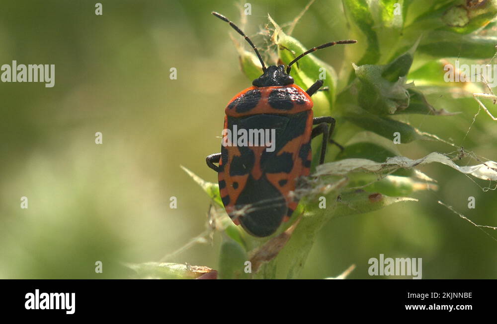 Pyrrhocoridae hemiptera heteroptera Stock Videos & Footage - HD and 4K ...