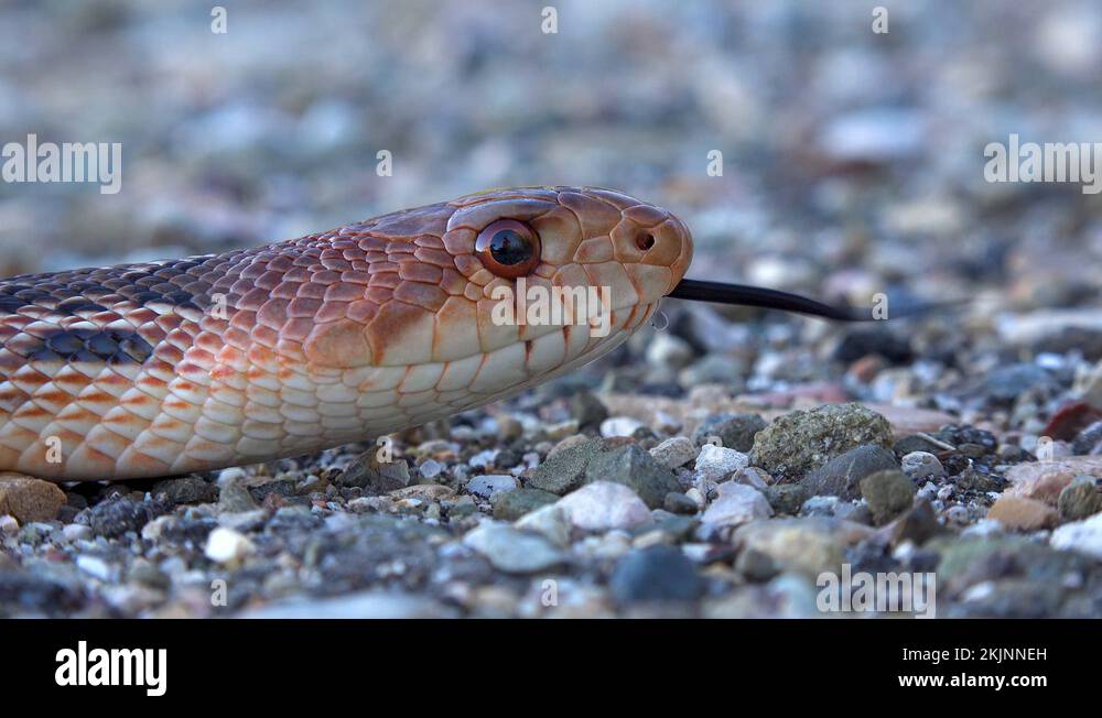 Garter snake tongue Stock Videos & Footage - HD and 4K Video Clips - Alamy