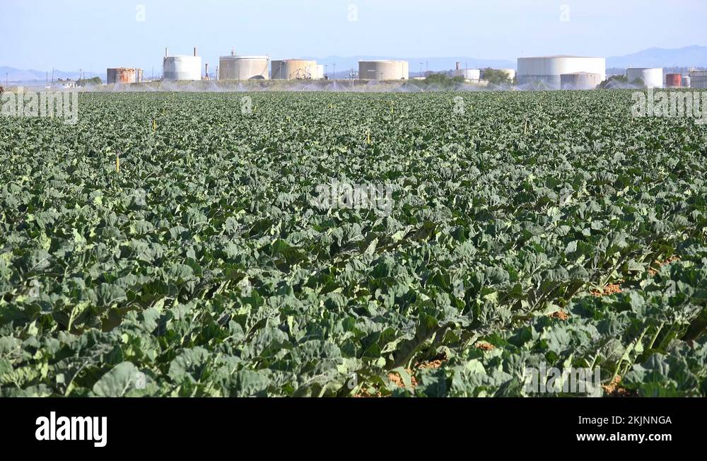 Maria oil Stock Videos & Footage - HD and 4K Video Clips - Alamy