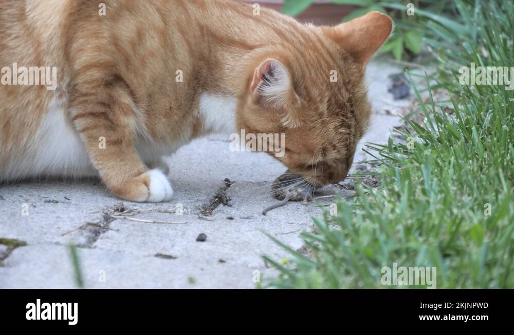 Disgusting mouse Stock Videos & Footage - HD and 4K Video Clips - Alamy