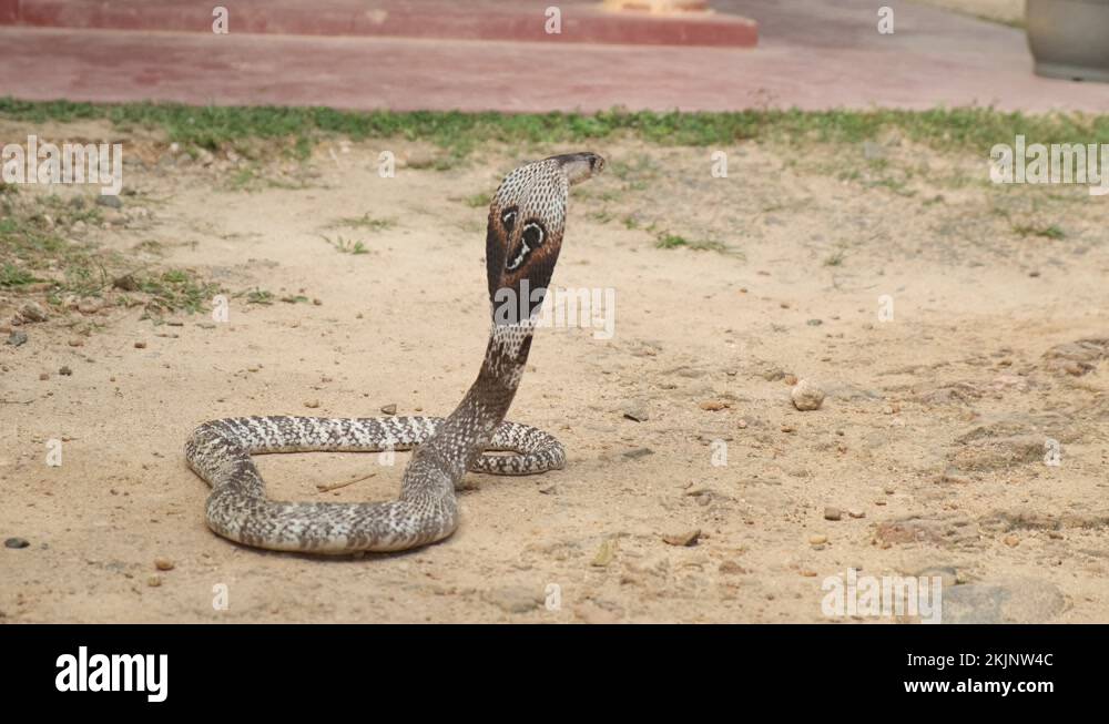 Closeup of The King Cobra Snake on the sand in Sri Lanka Stock Video ...