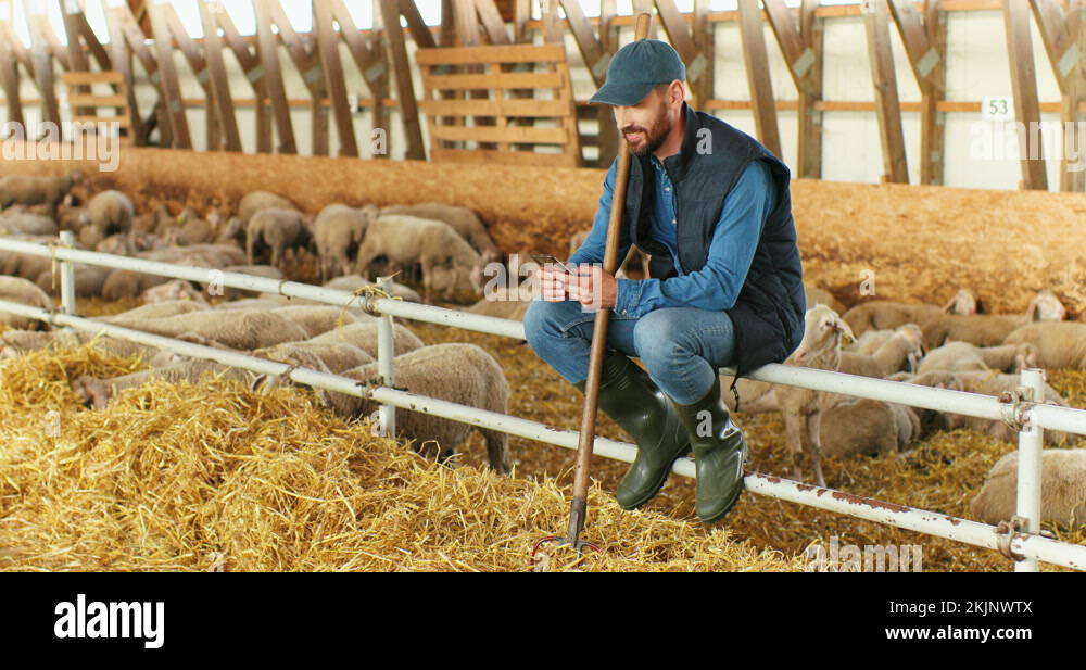 Handsome sheep Stock Videos & Footage - HD and 4K Video Clips - Alamy