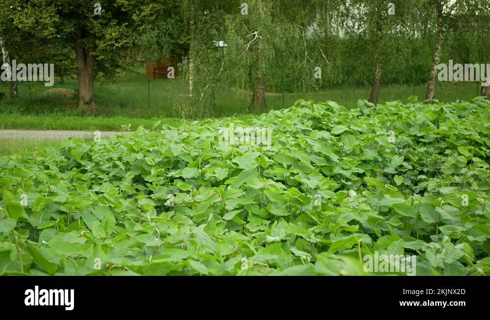Knotweed Japanese, invasive expansive species of dangerous plants leaf ...