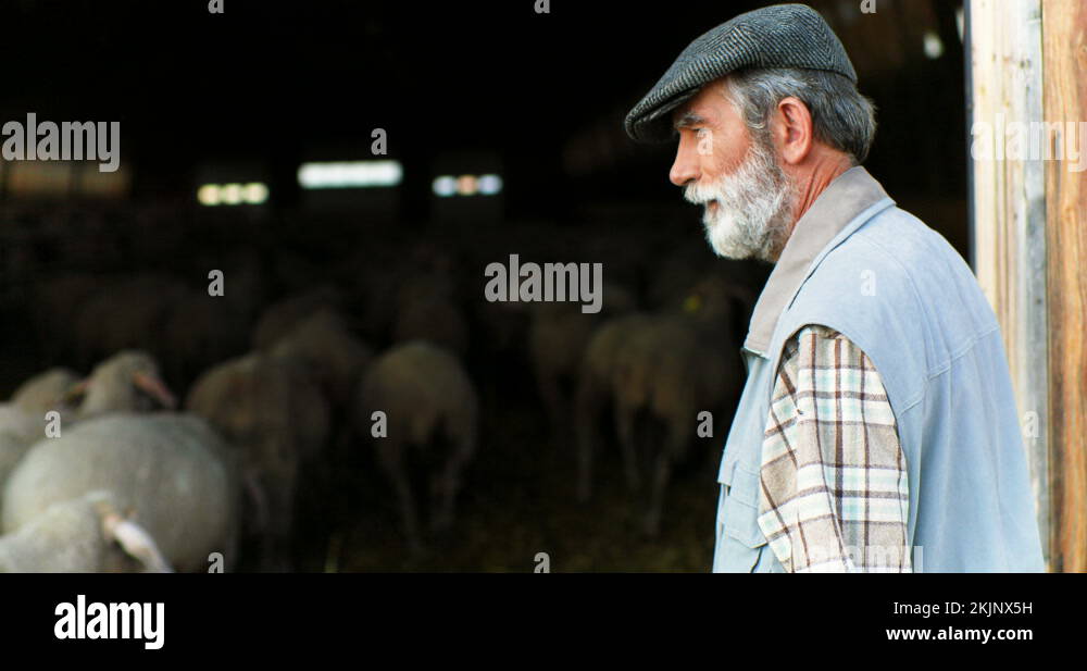 Man leading flock of sheep Stock Videos & Footage - HD and 4K Video ...