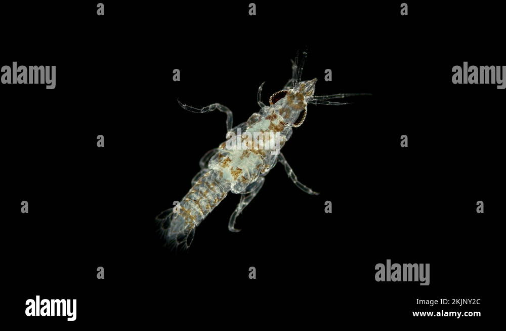 Parasitic isopod larva at the zuphea stage under a microscope, of the ...