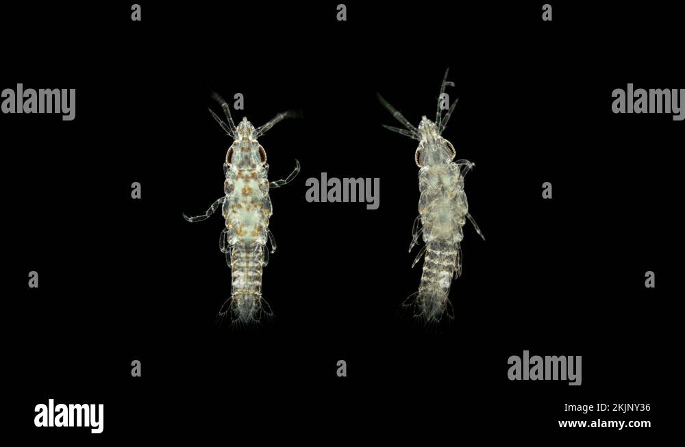 Parasitic isopod larva at the zuphea stage under a microscope, of the ...