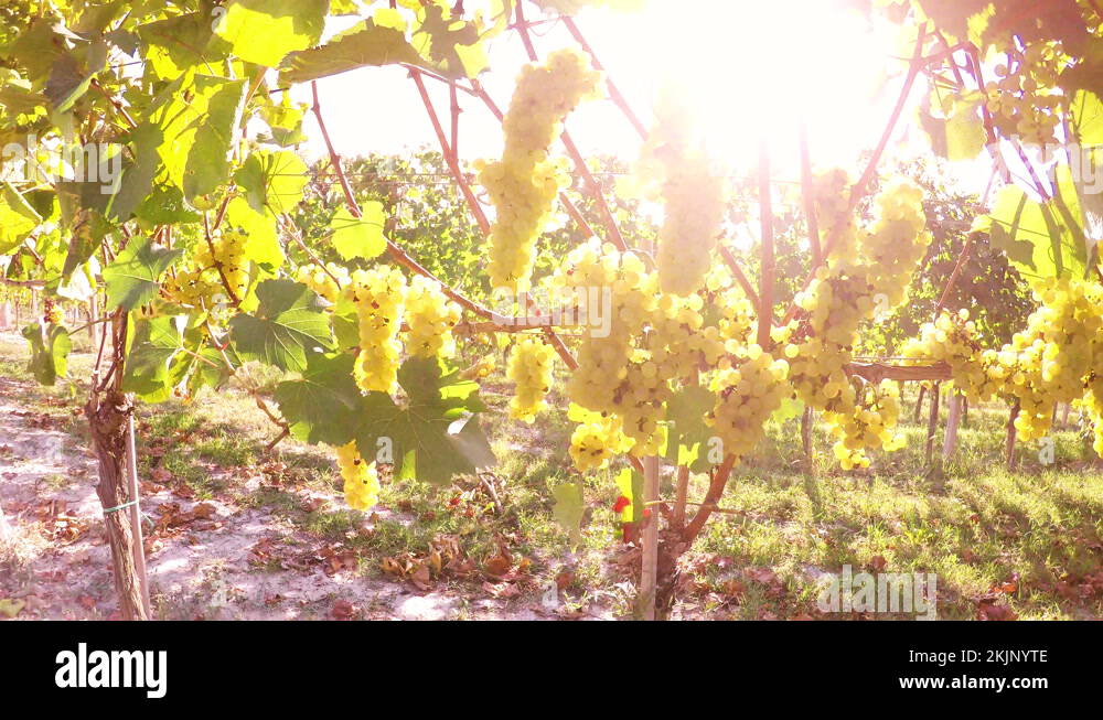 Golden muscat grape Stock Videos & Footage - HD and 4K Video Clips - Alamy