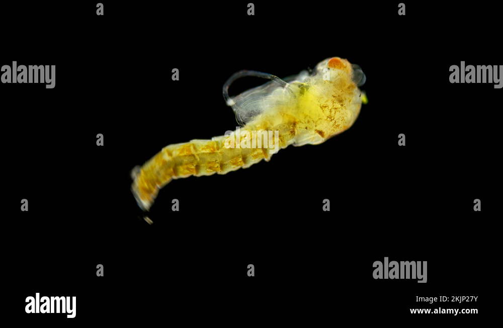 Diptera pupa Stock Videos & Footage - HD and 4K Video Clips - Alamy