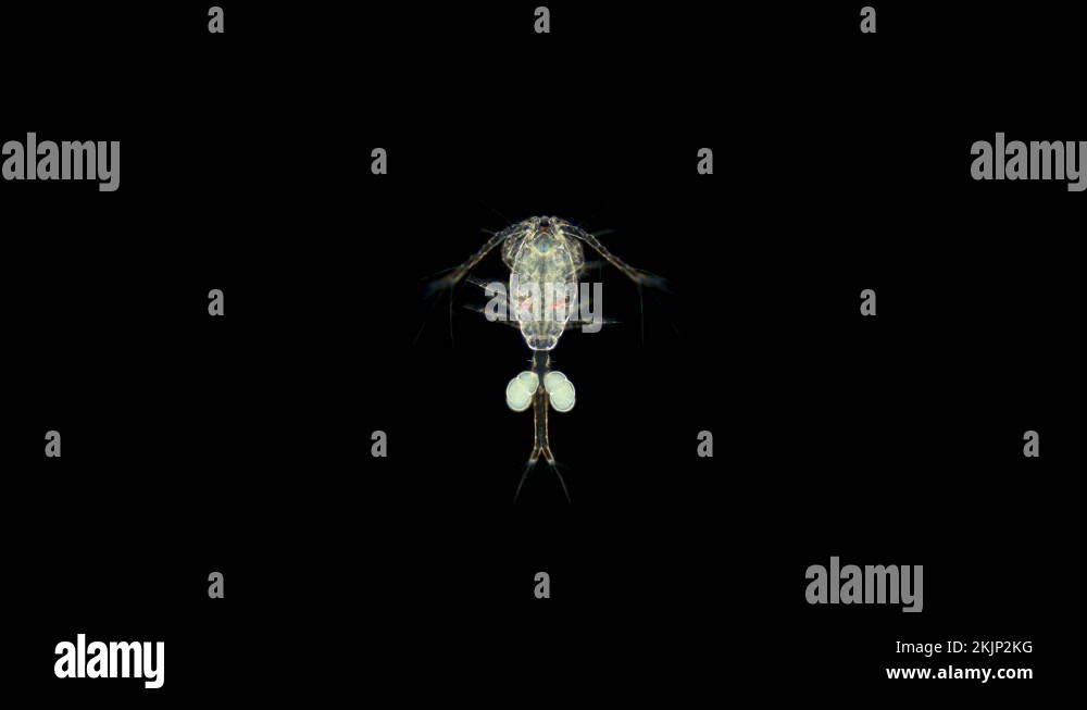 Crustacea Oithona nana under the microscope, Cyclopoida Order, Copepoda ...