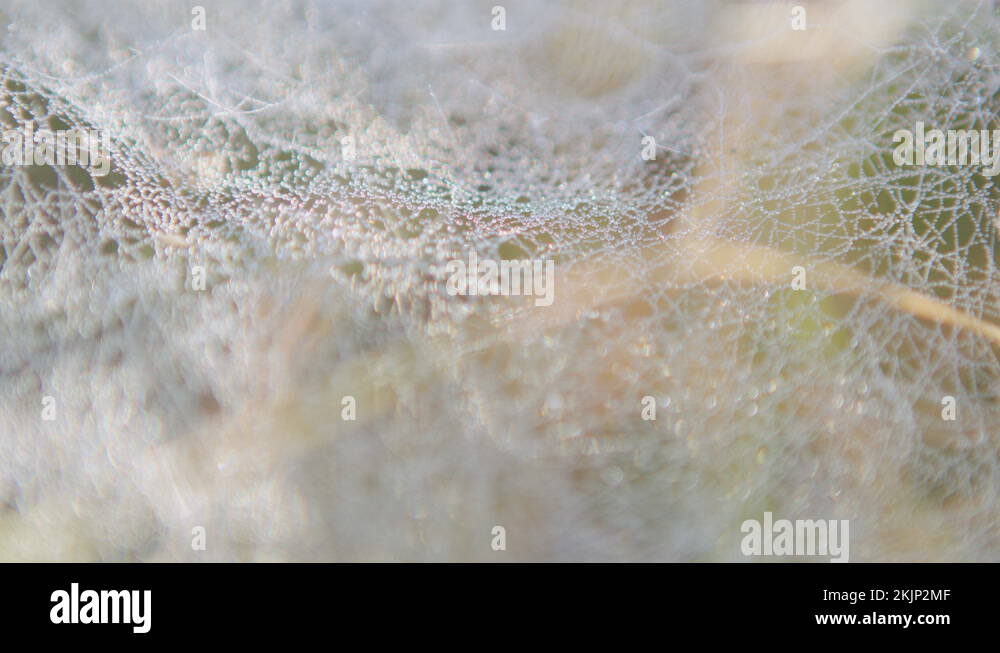 Spider web threads Stock Videos & Footage - HD and 4K Video Clips - Alamy