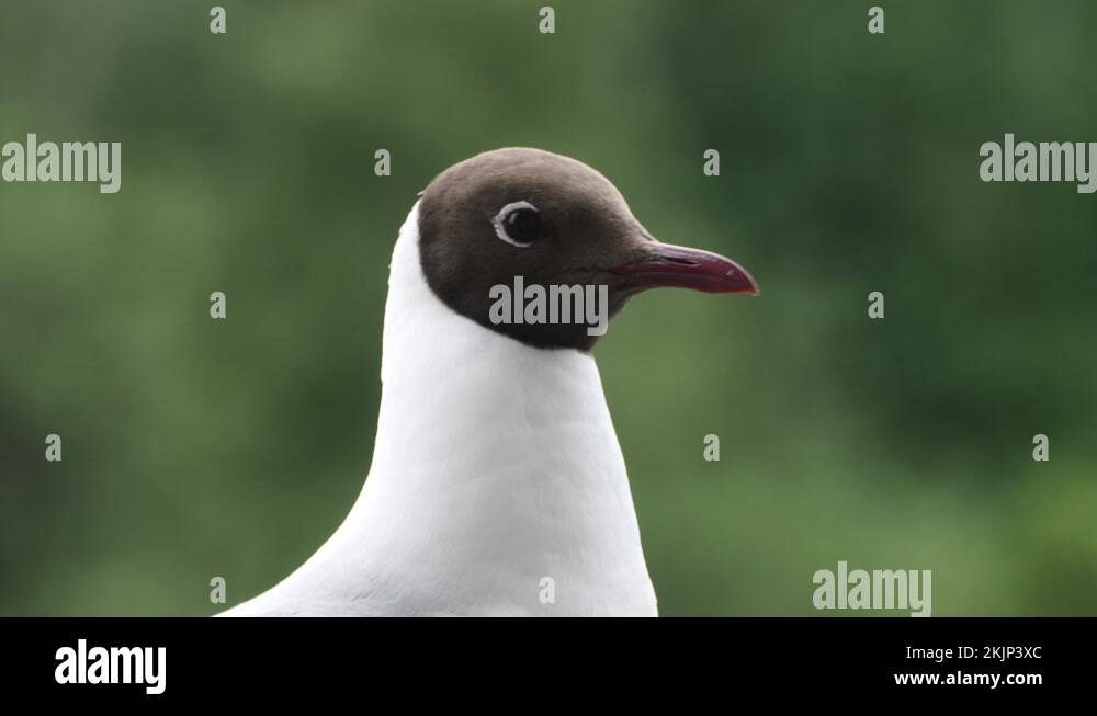 Seagull sitting on railing. Bird looks around while sits on the railing ...