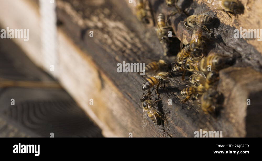 Slow motion close-up view of African honey bees entering and exiting a ...