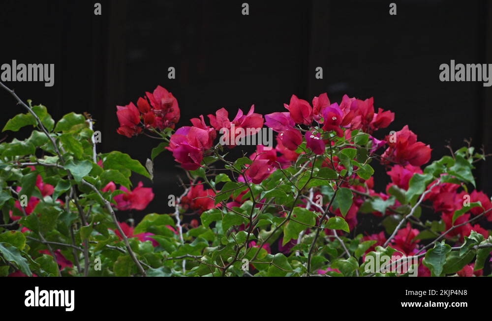 Flowers of nepal Stock Videos & Footage - HD and 4K Video Clips - Alamy