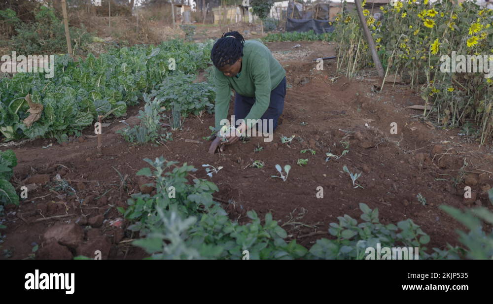Woman planting vegetable seedlings Stock Videos & Footage - HD and 4K ...