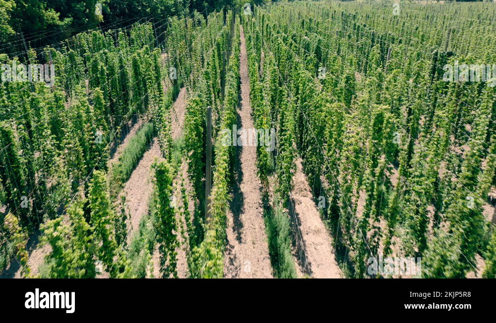 Rows of hop plants Stock Videos & Footage - HD and 4K Video Clips - Alamy
