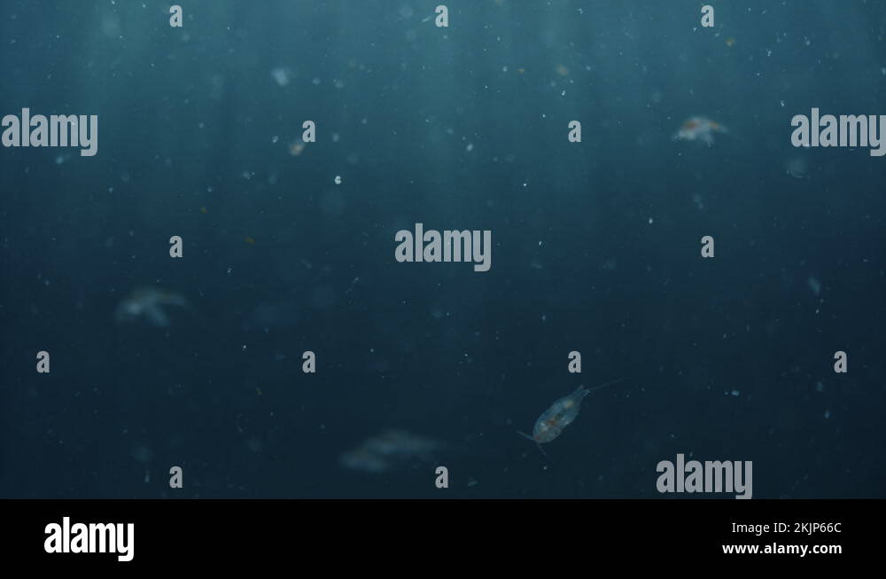 Floating plankton Stock Videos & Footage - HD and 4K Video Clips - Alamy