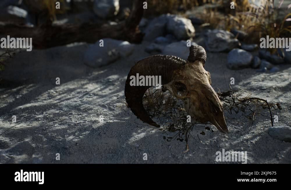 Skull of a dead ram in the desert Stock Video Footage - Alamy