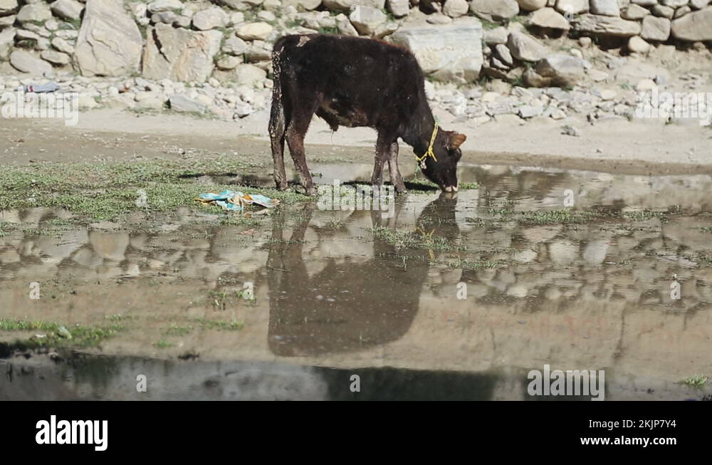 Calf drinking from puddle, Mustang, Nepal Stock Video Footage - Alamy