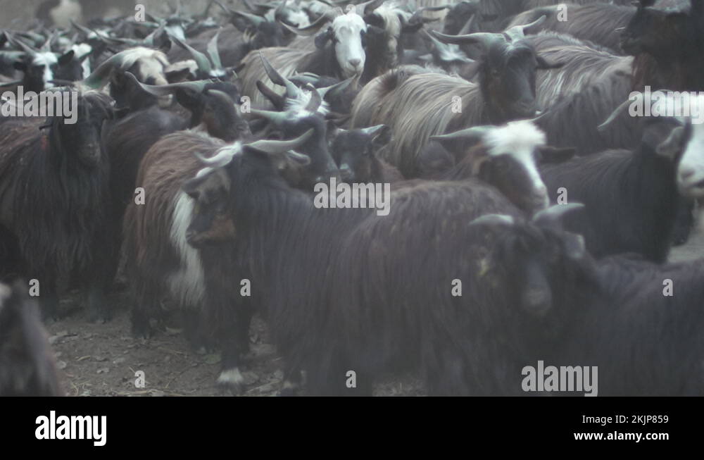 Himalayan goats Stock Videos & Footage - HD and 4K Video Clips - Alamy