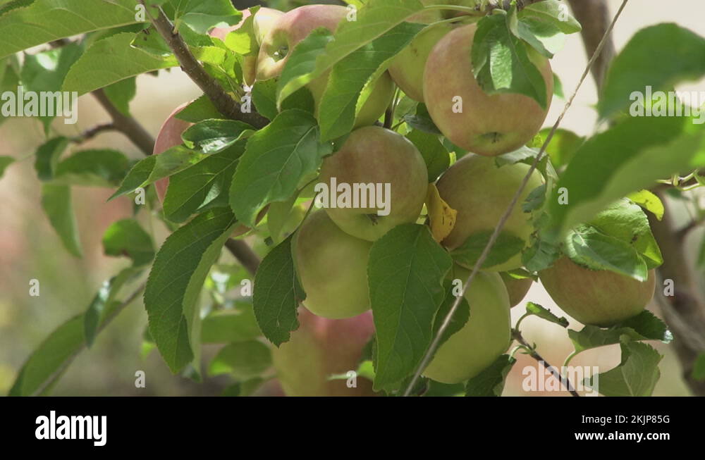 Branches of apples Stock Videos & Footage - HD and 4K Video Clips - Alamy